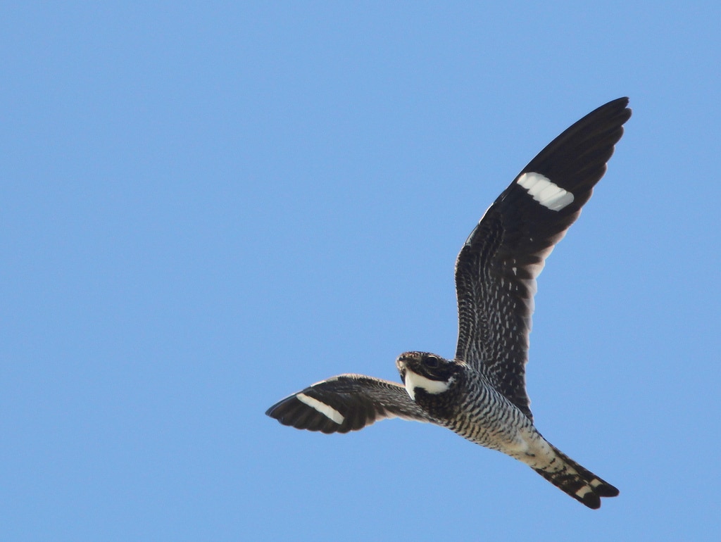 Project Nighthawk Field Reports for 2012