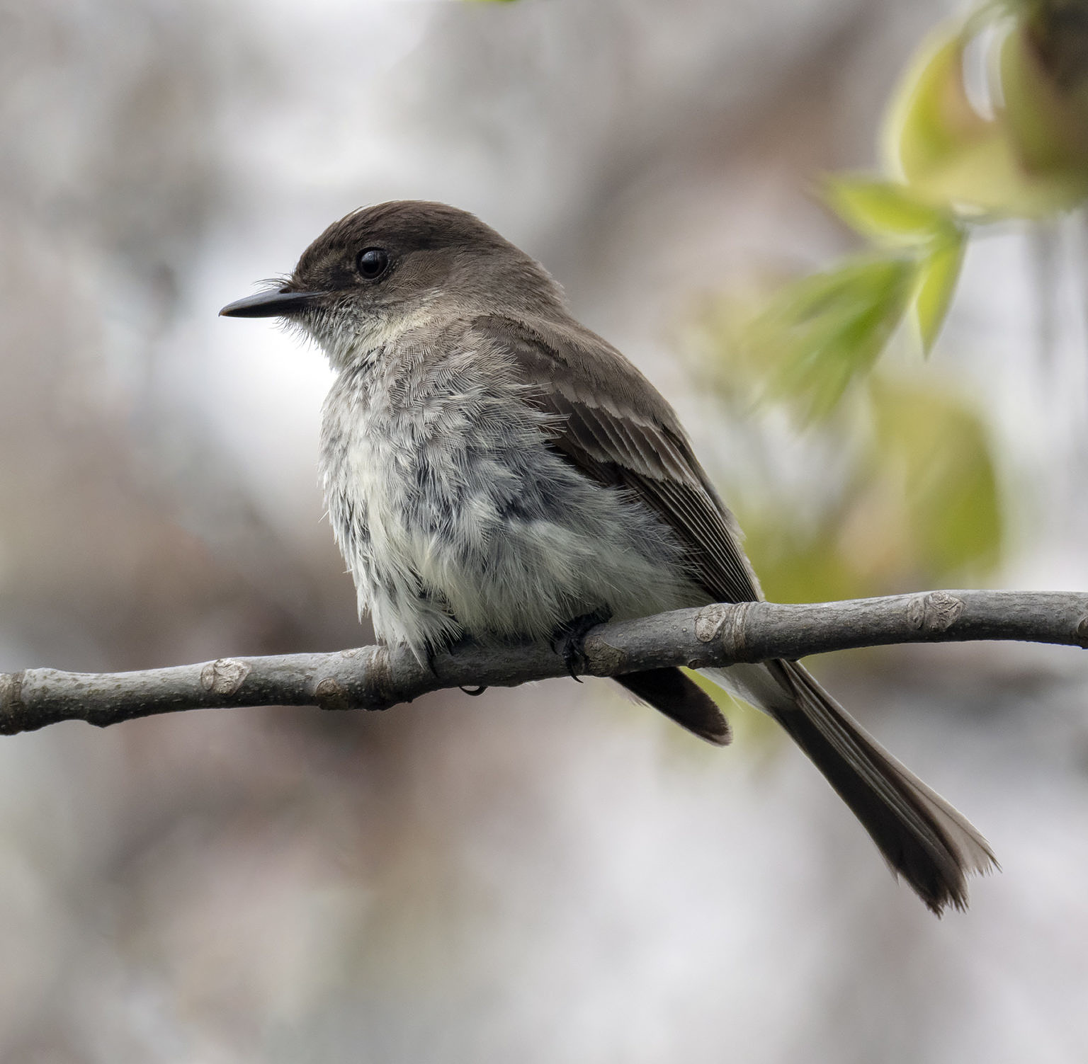 Nightsongs: Tracking the Spring Bird Migration