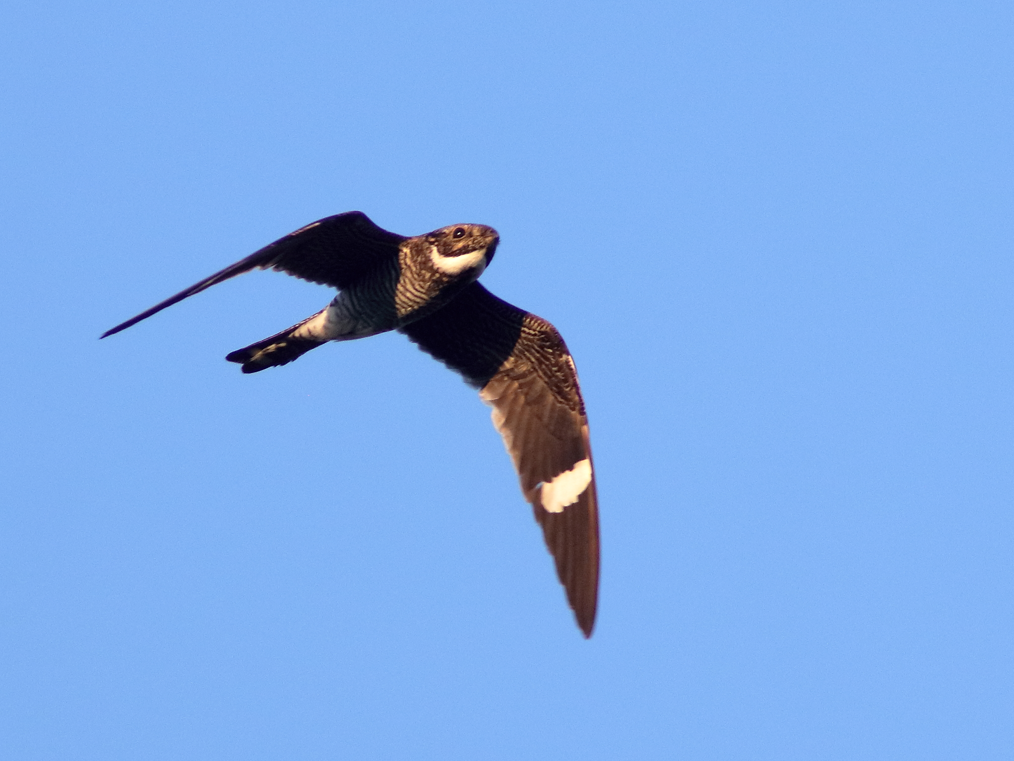 A New Nighthawk Migration Monitoring Initiative Takes Flight | Harris ...