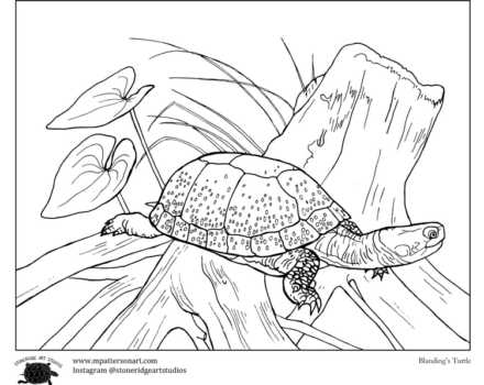 pond turtle coloring pages