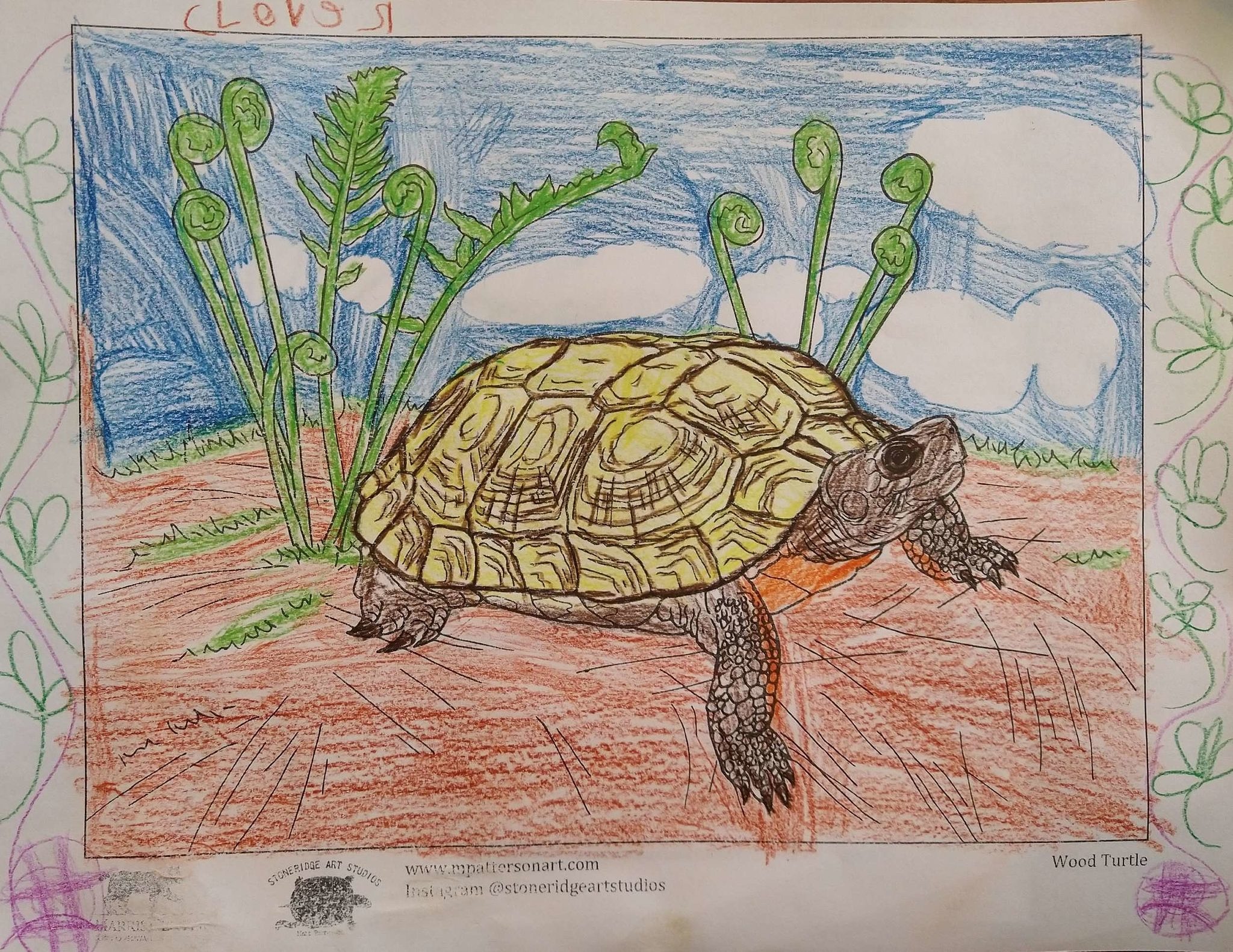 Announcing the Winners of the “Celebrate Turtles” Coloring Contest ...