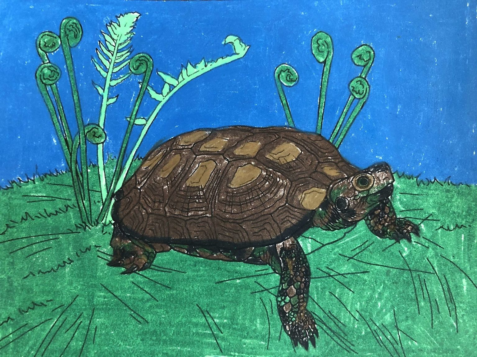 Announcing the Winners of the “Celebrate Turtles” Coloring Contest ...