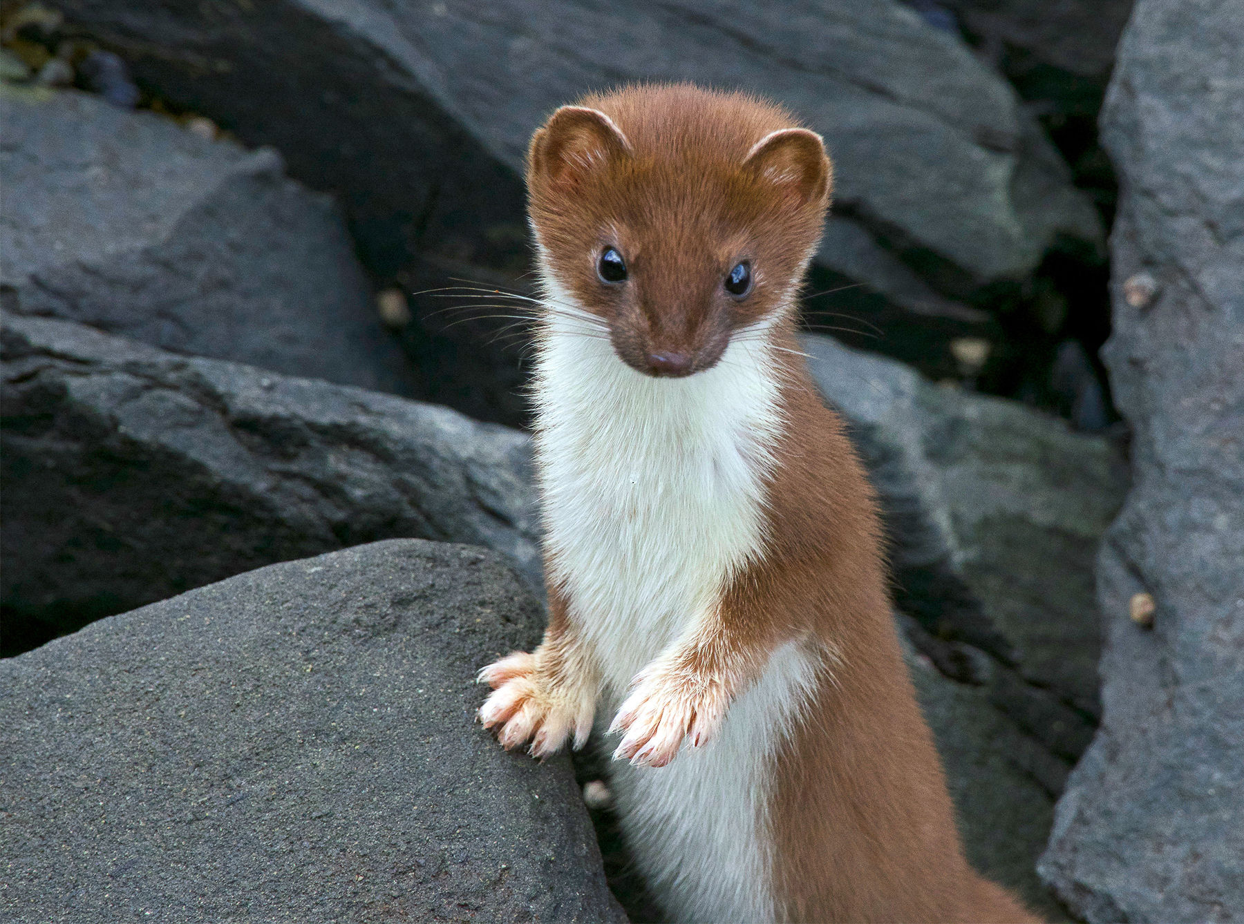 Weasel Types Of Weasels In North America | Catseye Pest Control