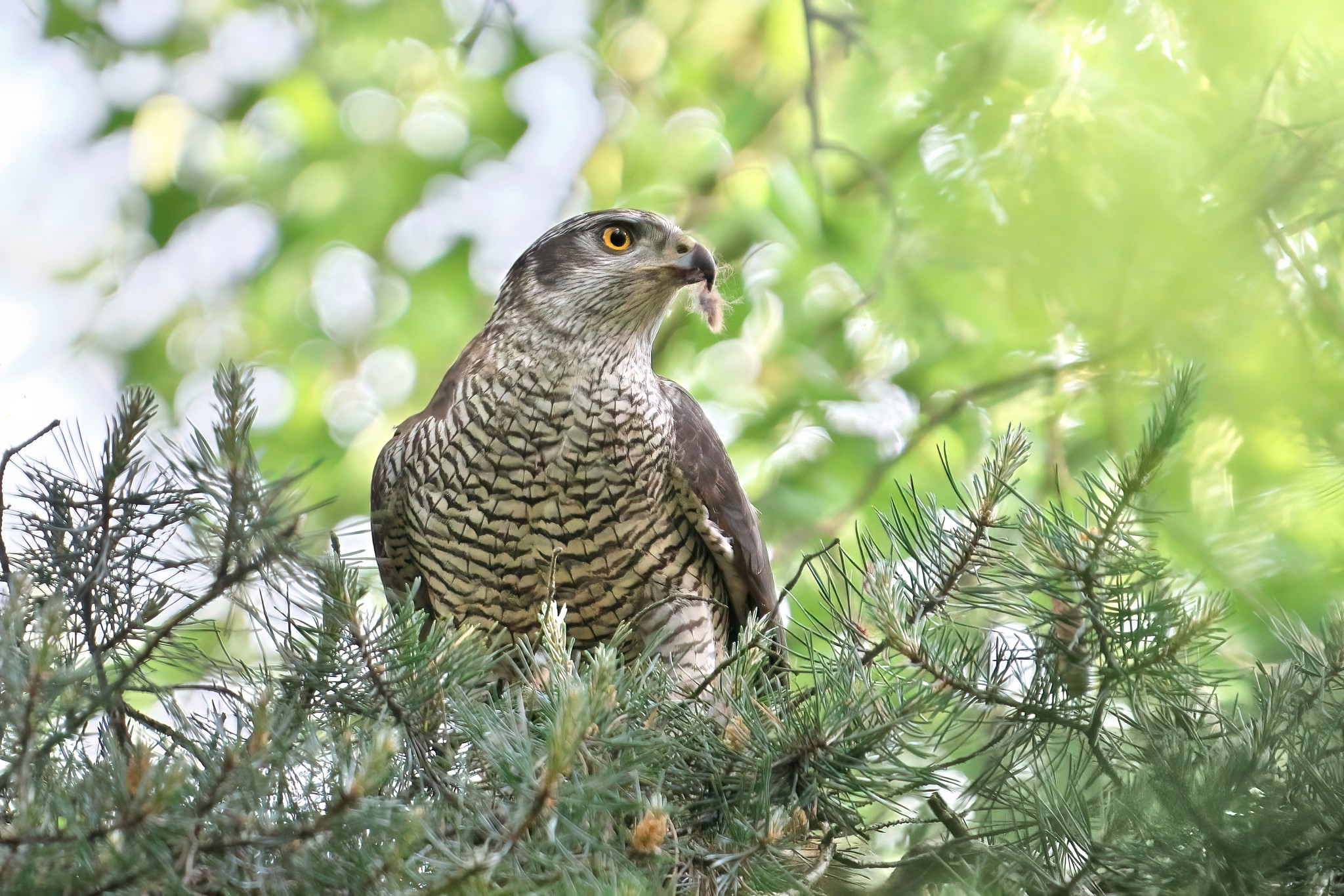 A Bird Conservation Update: Spring 2024 | Harris Center