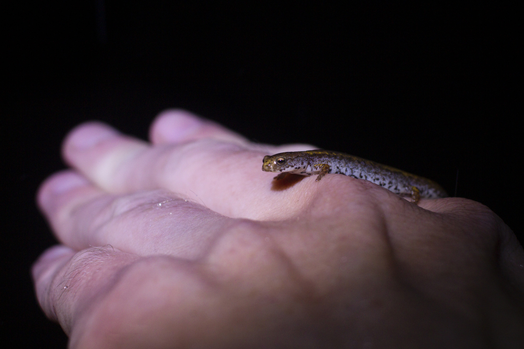 Salamander Crossing Brigade Field Reports for 2025