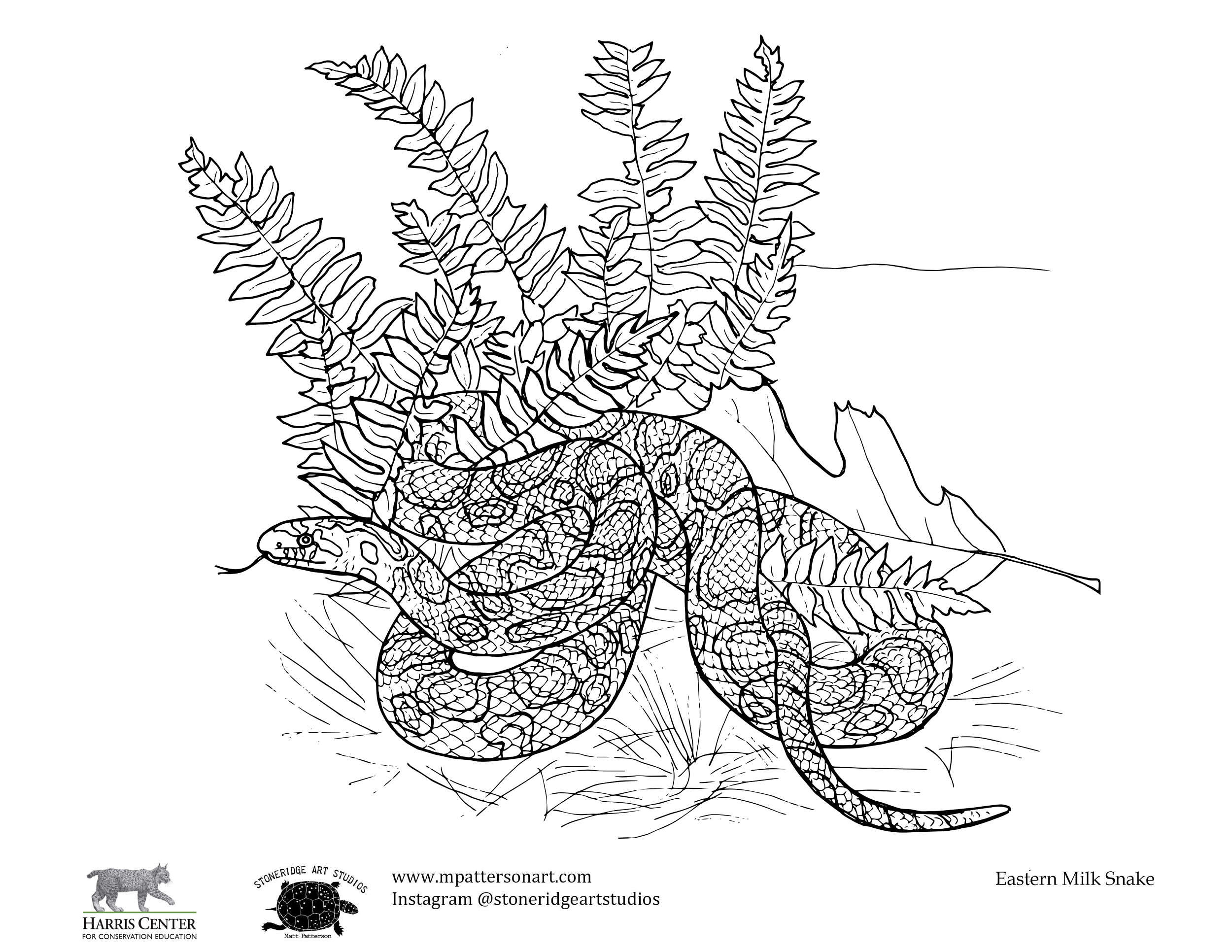 printable snake colouring sheet
