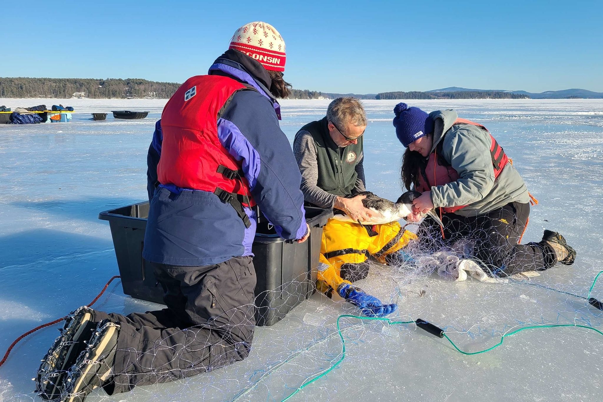 Loons on Thin Ice | Harris Center