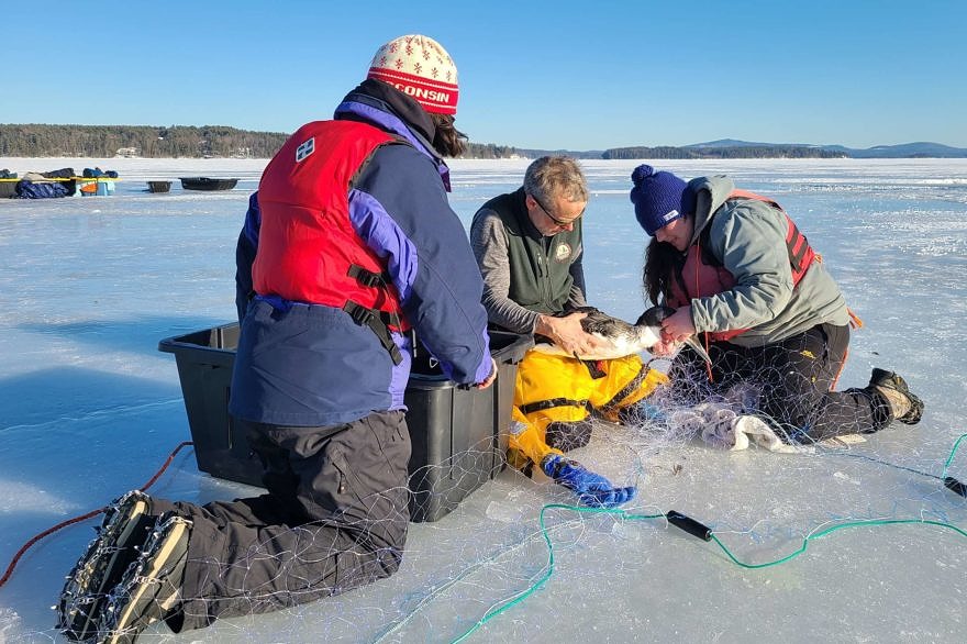 Loons on Thin Ice | Harris Center