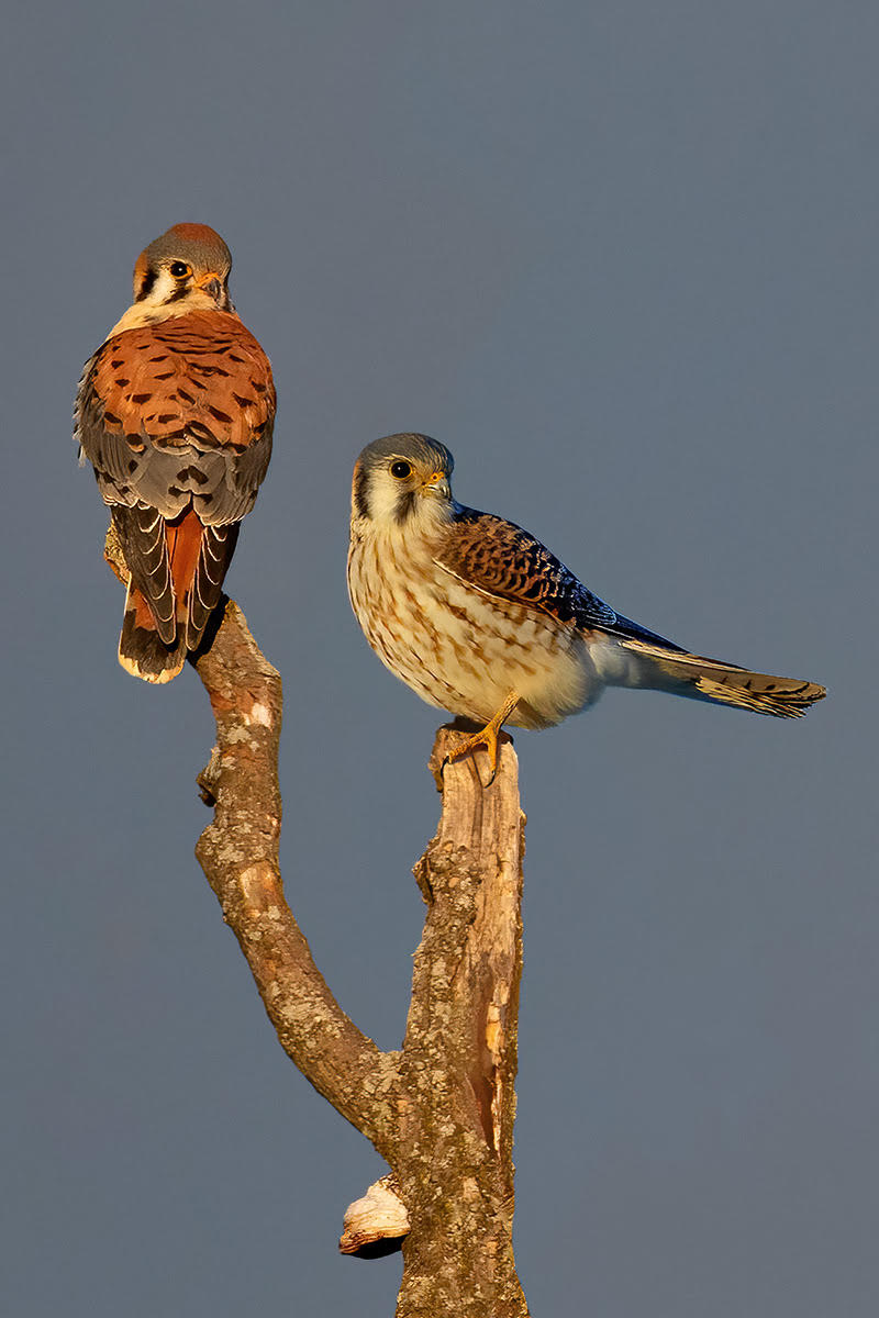 The Superbowl of Birding: An Opportunity to Support Local Kestrel ...
