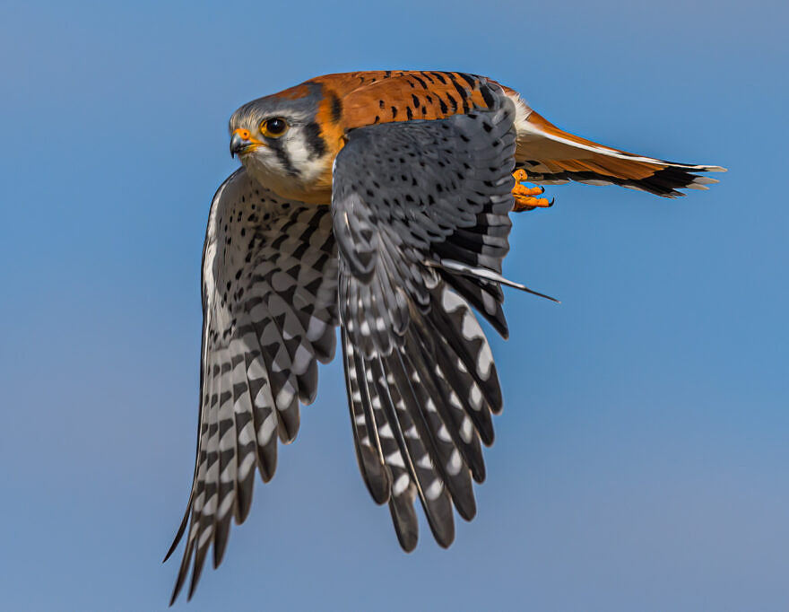 If You Build It, They Will Come: A Kestrel Update | Harris Center