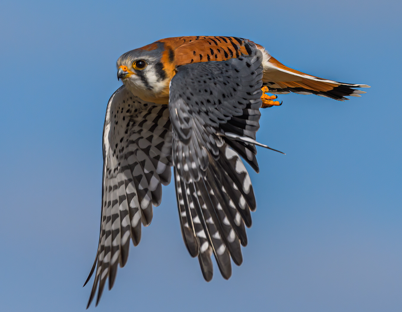 If You Build It, They Will Come: A Kestrel Update | Harris Center