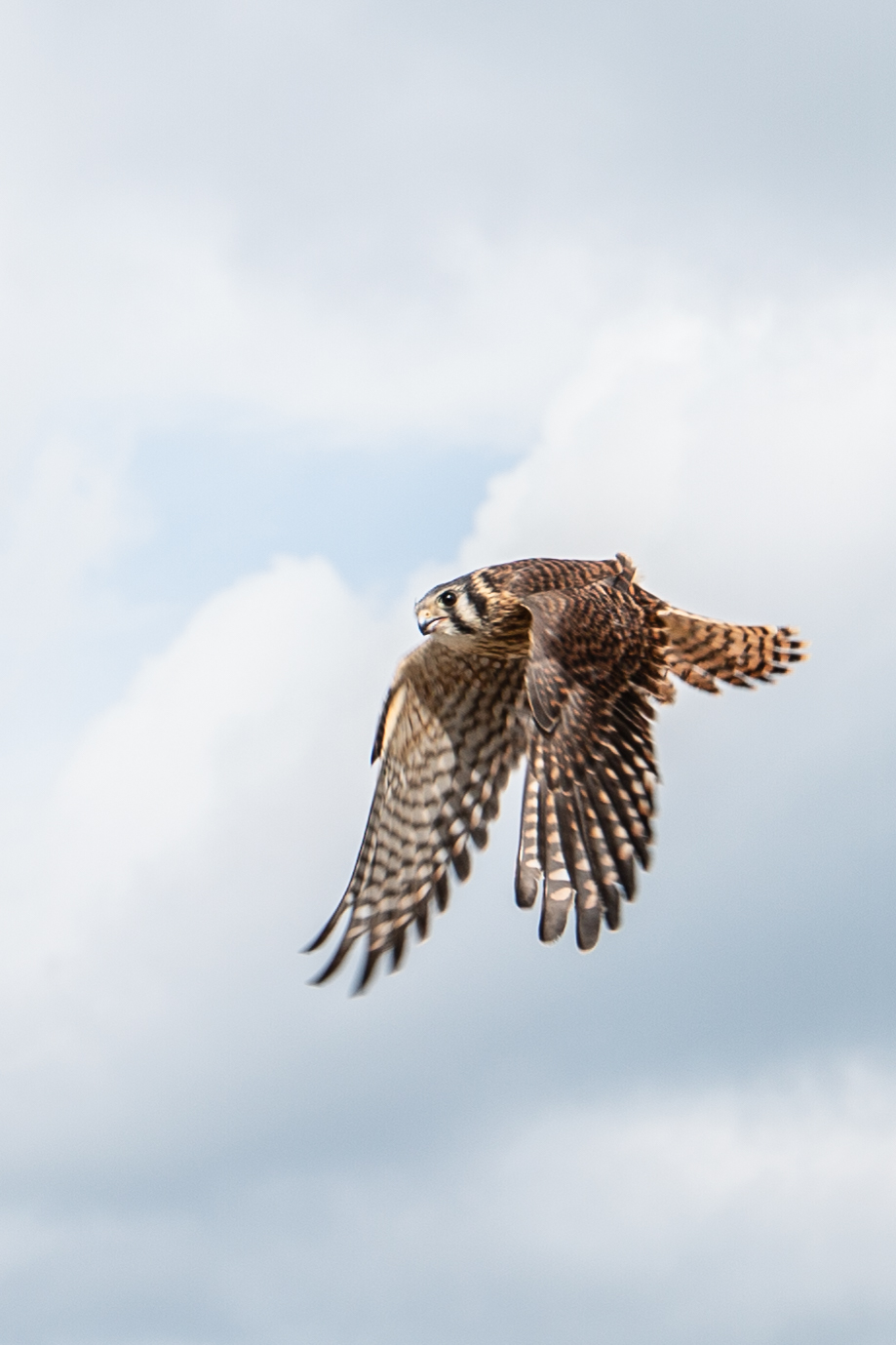 Conserving American Kestrels | Harris Center