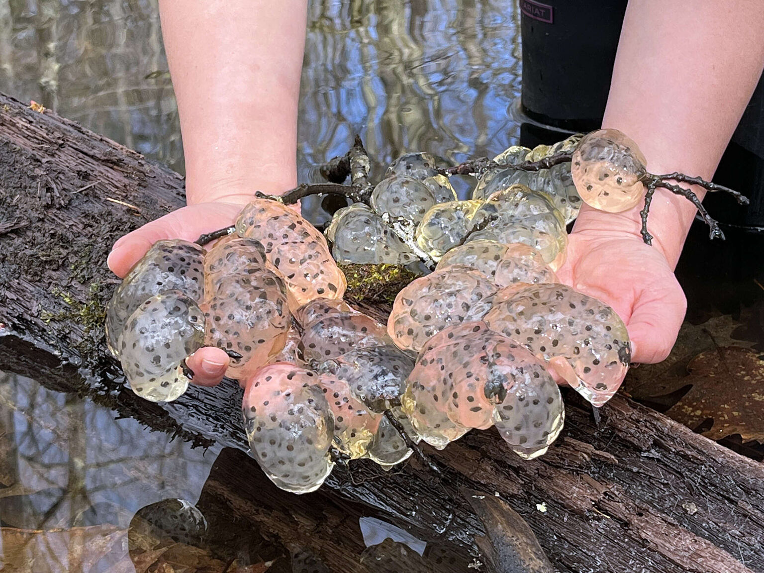 Field Report from the 2023 Vernal Pool Project | Harris Center