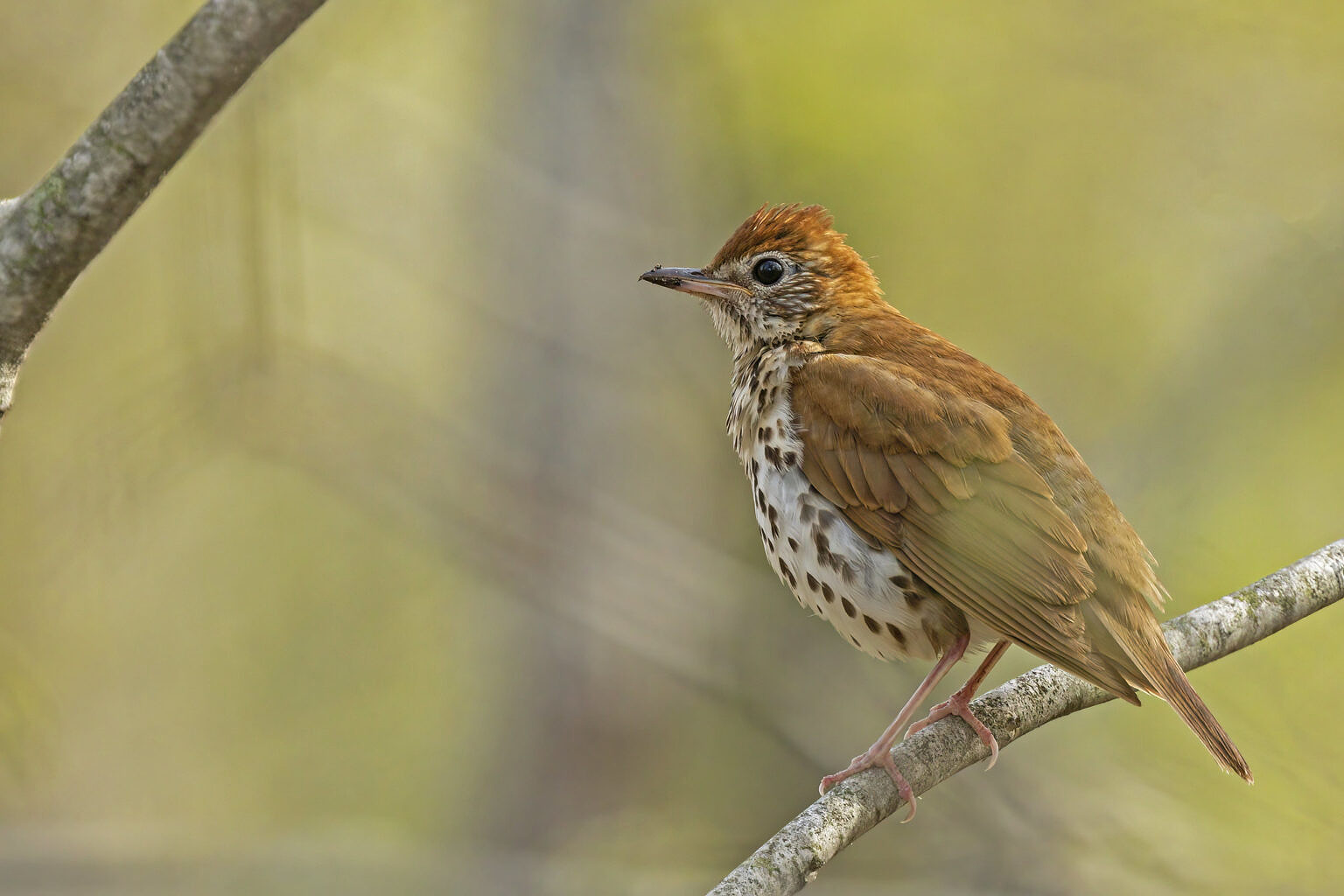 Uncovering the Mysteries of Wood Thrush Migration | Harris Center