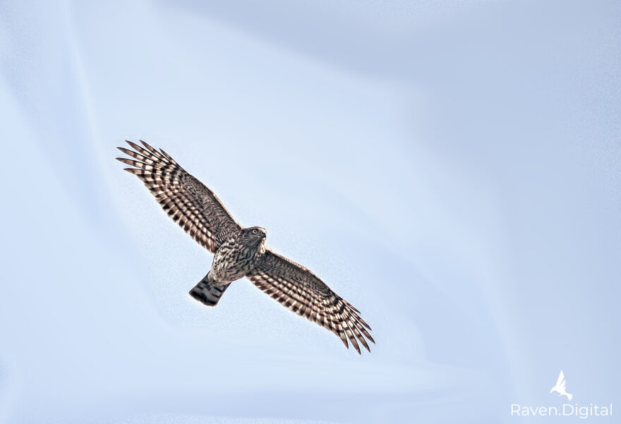 Goshawk Monitoring in the Monadnock Region | Harris Center