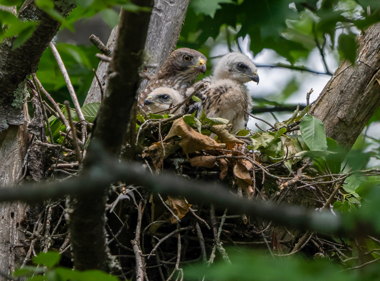 Support Broad-Winged Hawk Conservation | Harris Center for Conservation ...