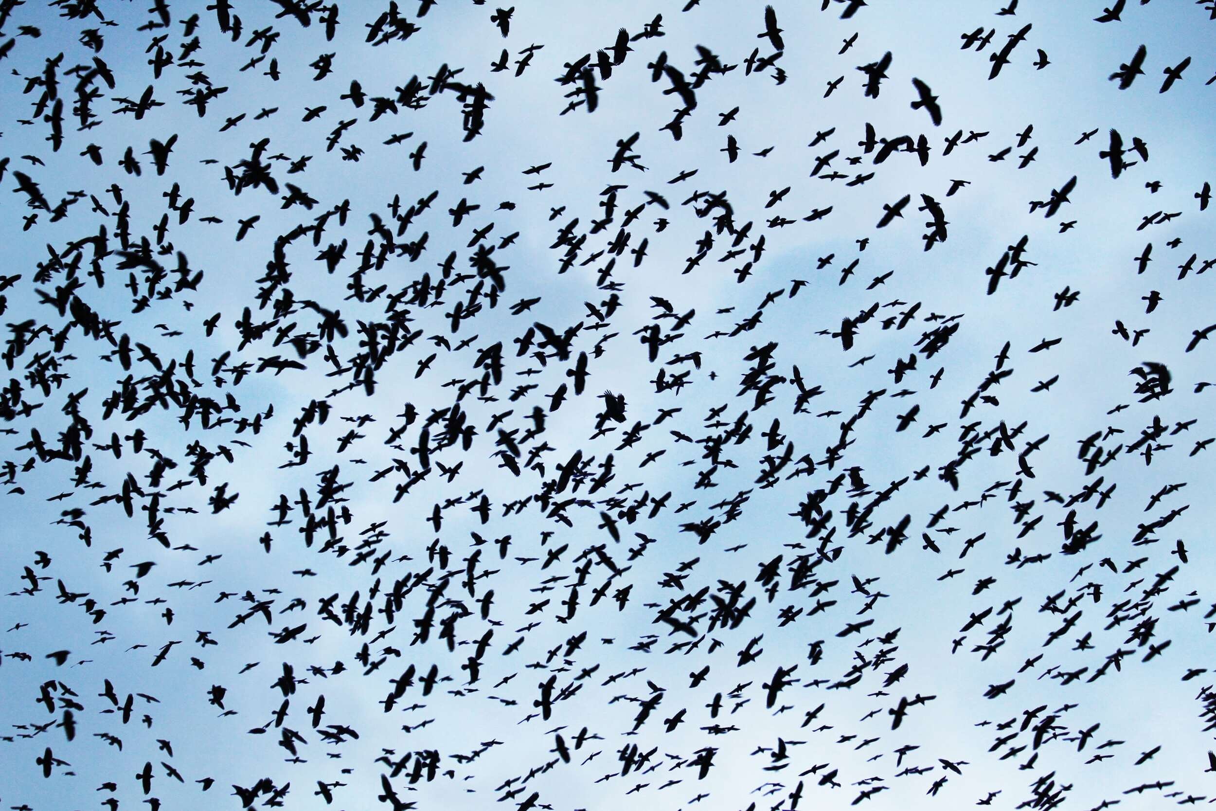American Crow Flock American Crow Card – Chandler O'Leary