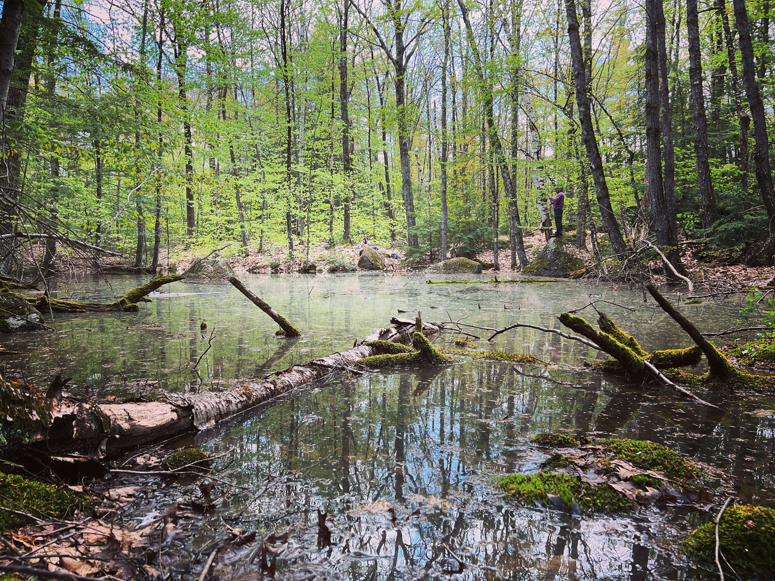 Field Report from the 2024 Vernal Pool Project | Harris Center