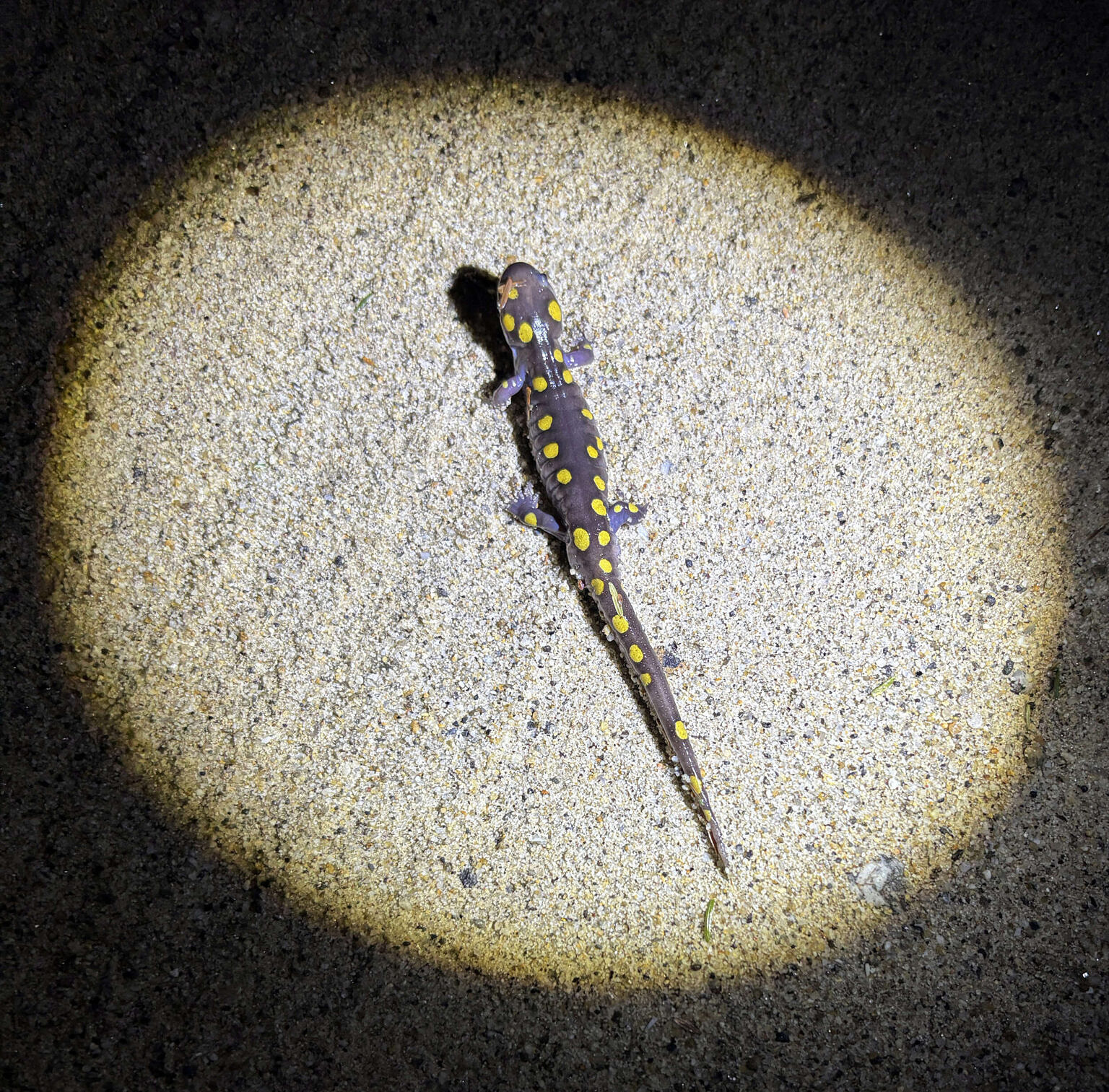 Salamander Crossing Brigade Field Reports for 2025