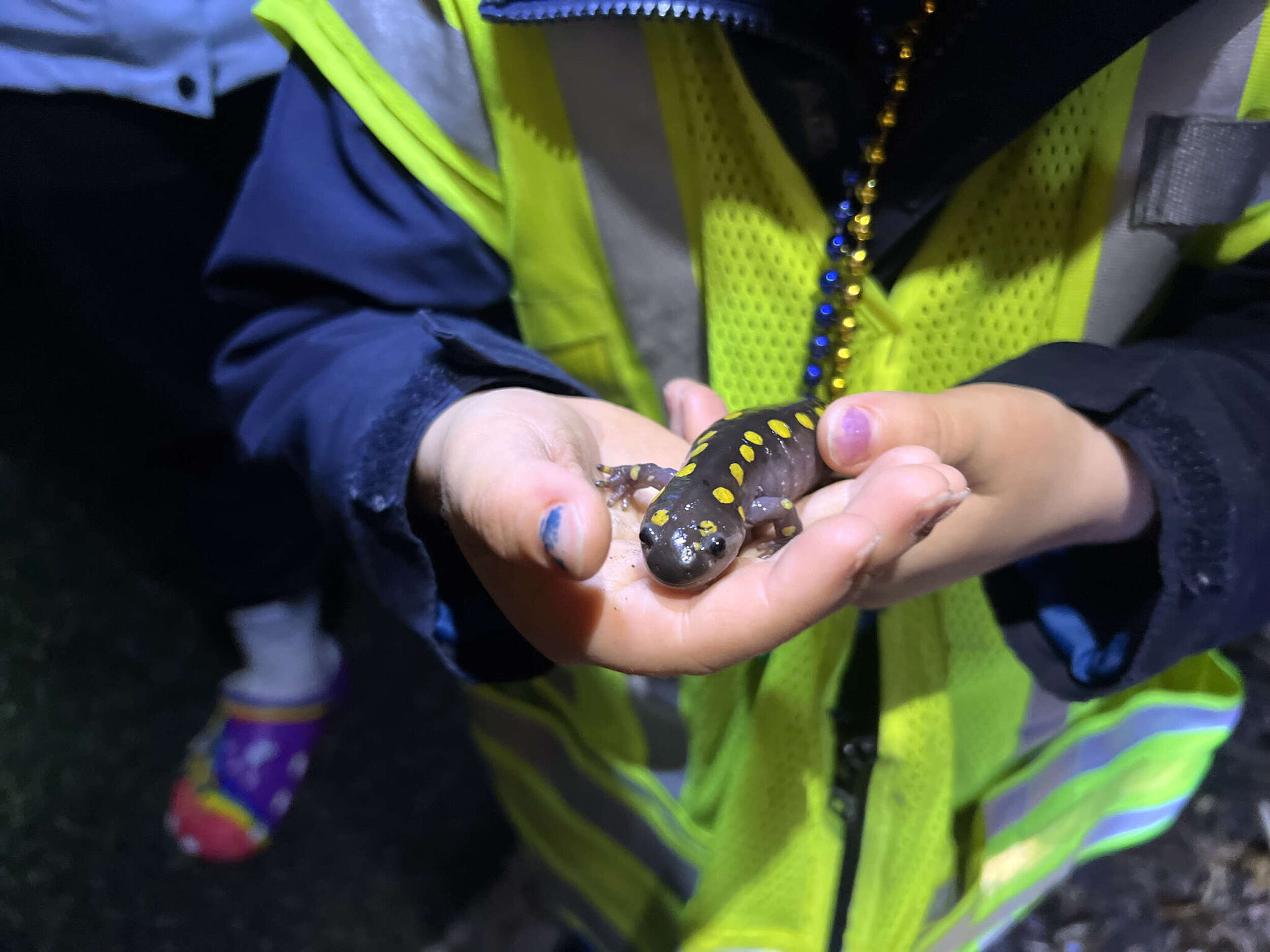 Salamander Crossing Brigade Field Reports for 2025