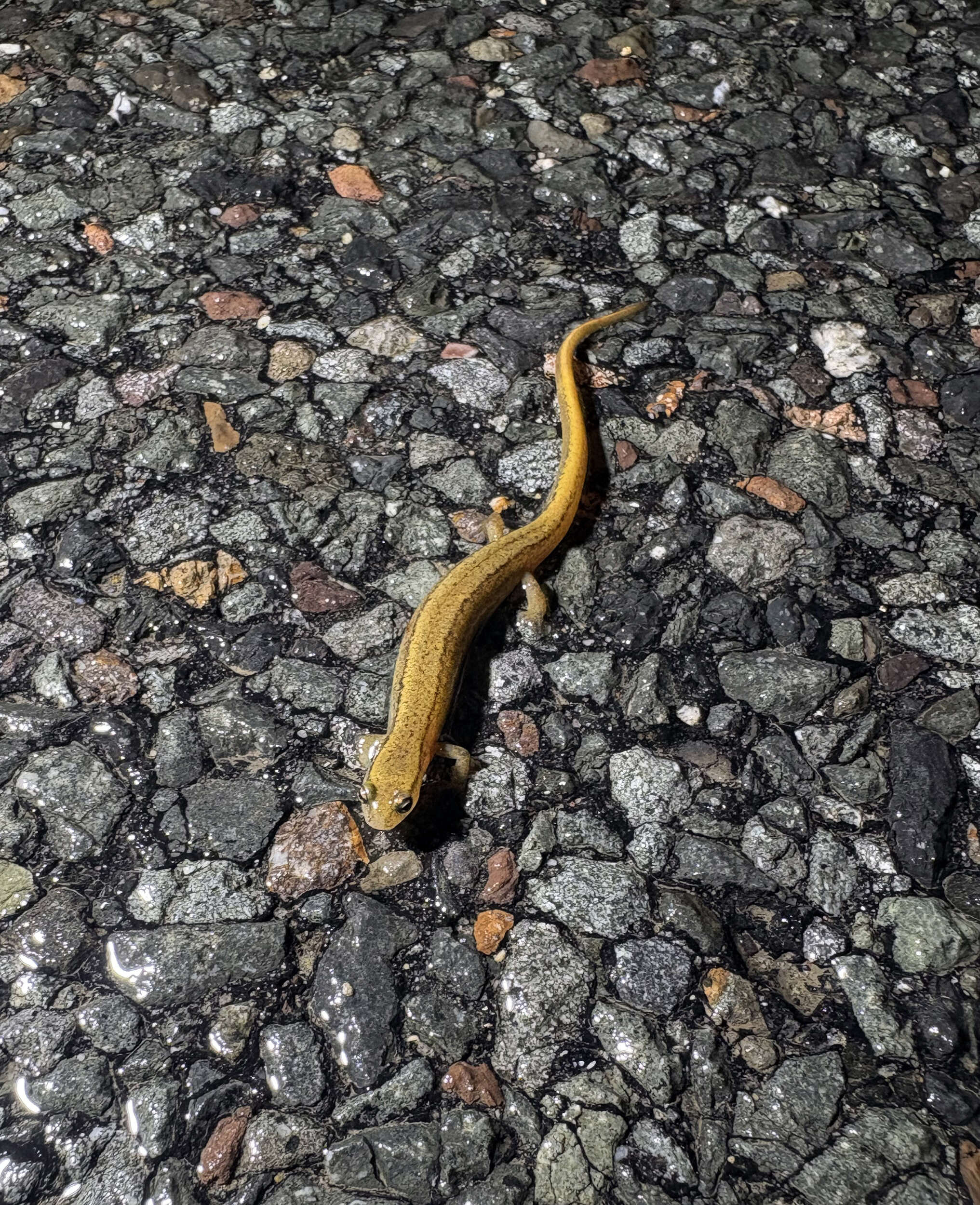 Salamander Crossing Brigade Field Reports for 2025