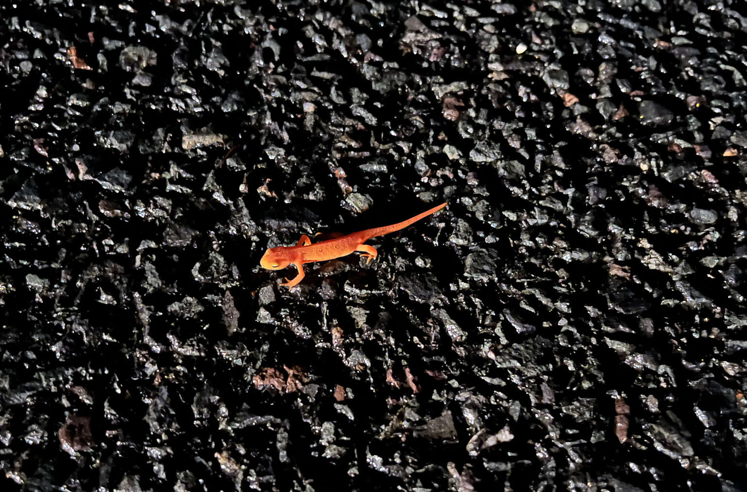 Salamander Crossing Brigade Field Reports for 2025