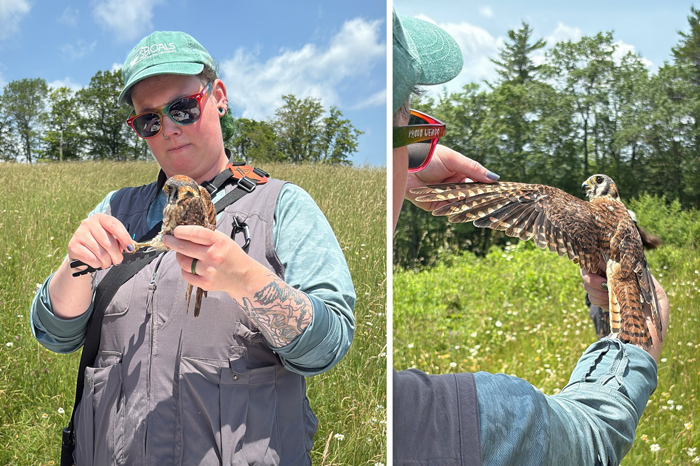 Taking Flight: An Update on the Harris Center’s Kestrel Conservation ...