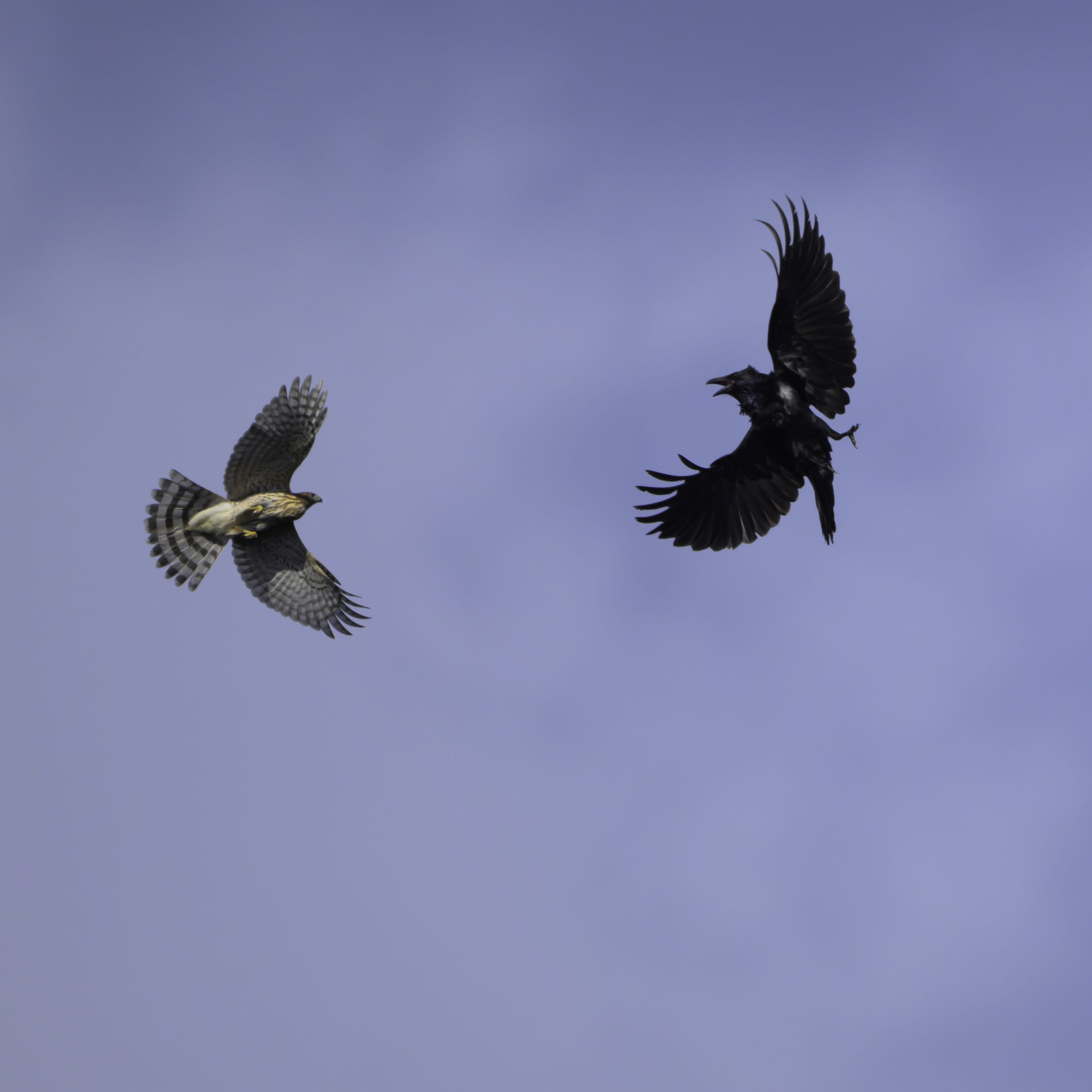 Pack Monadnock Raptor Observatory: Field Reports
