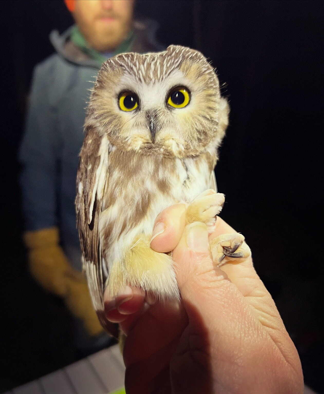 Saw-whet Science in 2025 | Harris Center